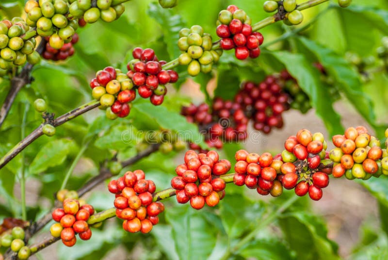 Coffee berry stock photo. Image of fresh, evergreen, agriculture - 40797972