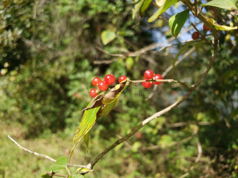 Berry Cool stock image. Image of berry, focus, cool - 161928423