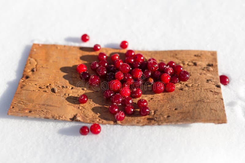 Berry Cranberry Winter in the Snow Stock Photo - Image of food ...