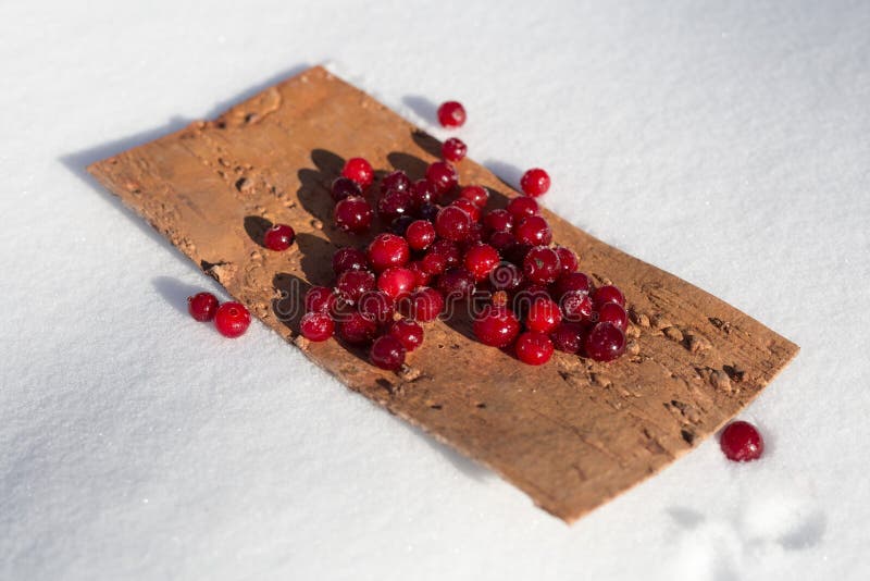 Berry Cranberry Winter in the Snow Stock Image - Image of siberia ...
