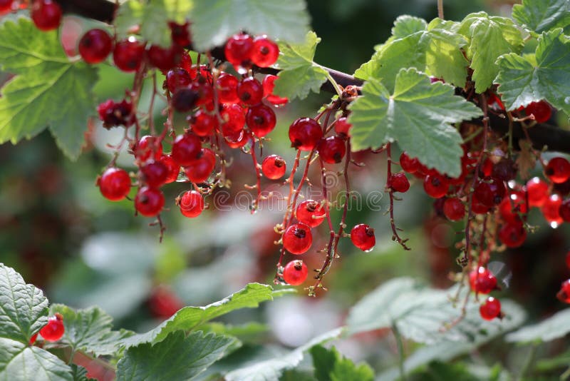 Berry, Currant, Fruit, Plant Picture. Image: 134005909