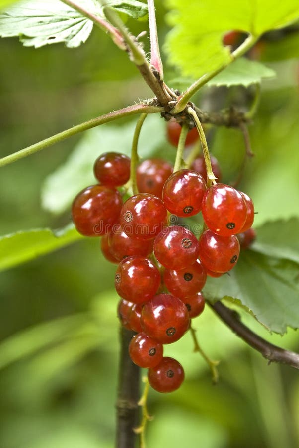 Berry a currant is red stock photo. Image of summer, harvest - 10363808