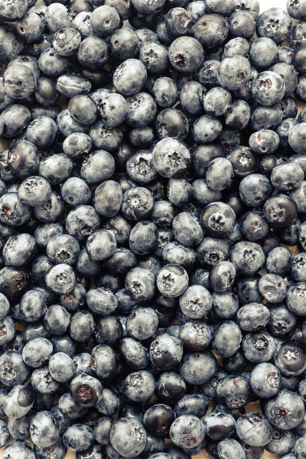 Berry, Dark Blue, Blueberry. Background of a Blueberry. Summer Concept ...