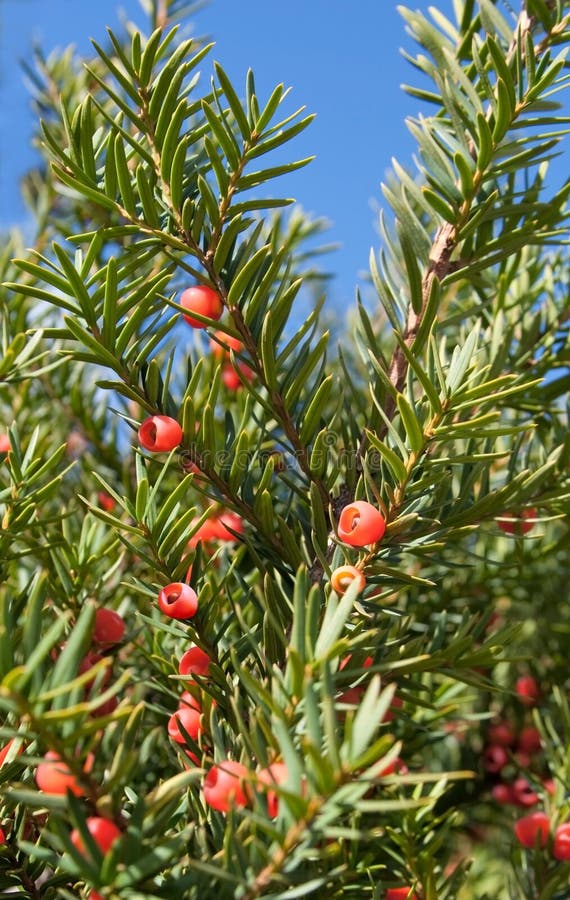 Berry on fir stock image. Image of natural, green, nature - 11480725