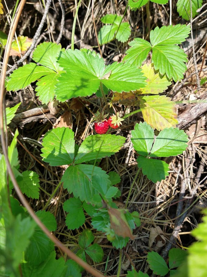 Berry on the forest stock image. Image of deciduous - 194104179