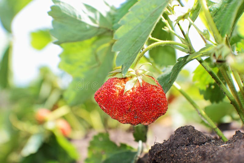 Berry in the forest stock image. Image of food, dessert - 53067559