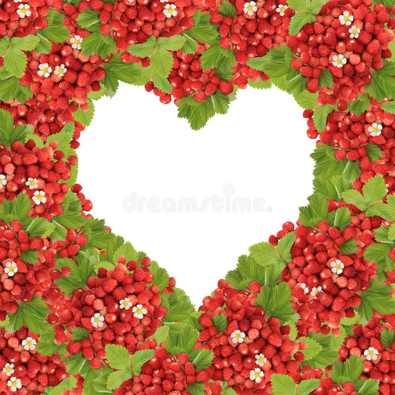 Berry frame stock image. Image of herbal, decor, berries - 28154357