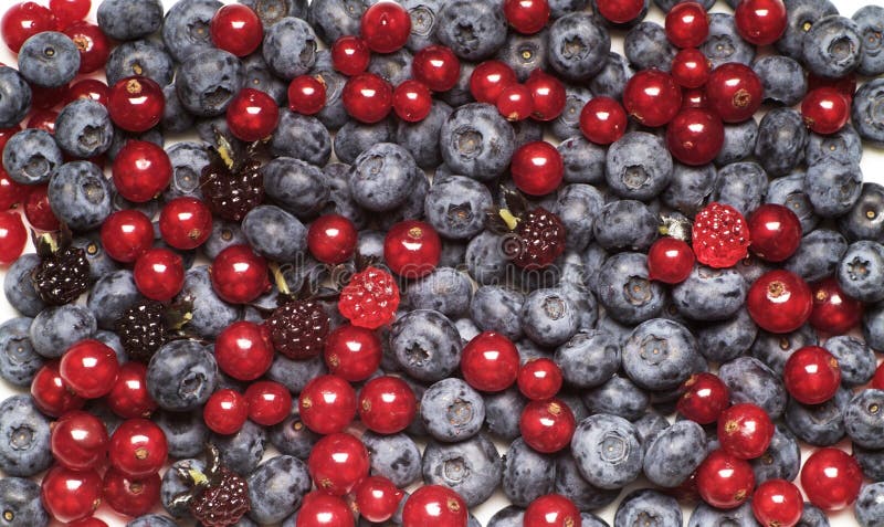 Berry Fruit Picture. Image: 14858981