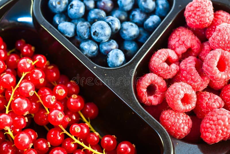 Berry fruit assortment stock photo. Image of black, currants - 33967532