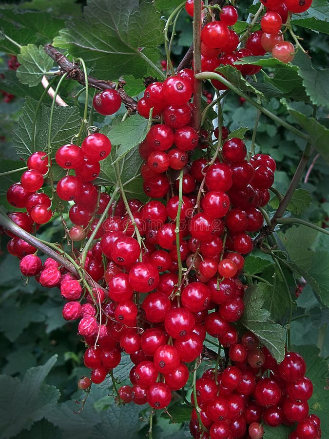 Plant, Berry, Fruit, Currant Picture. Image: 113240885