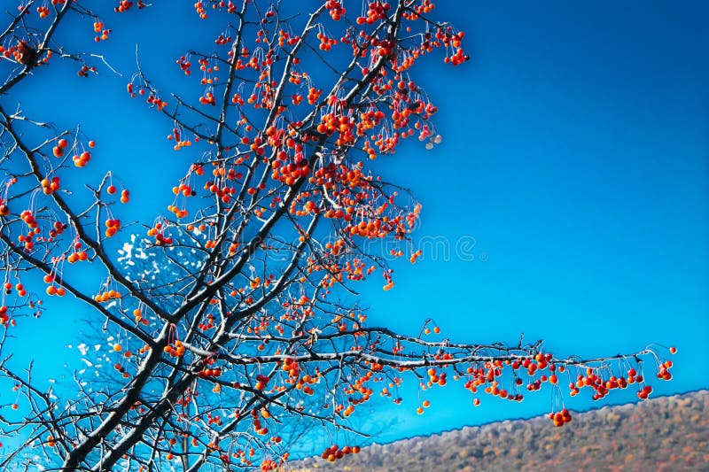 Berry Fruit Tree in the Sky Stock Photo - Image of beautiful, stunning ...