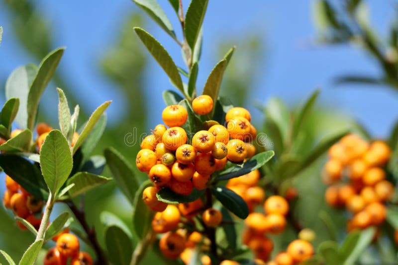 Berry on the tree stock image. Image of tree, vegetal - 157424759