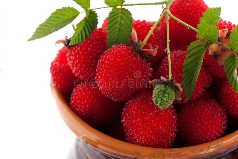 Berry Garden Hybrid of Blackberry and Raspberry Stock Photo - Image of ...