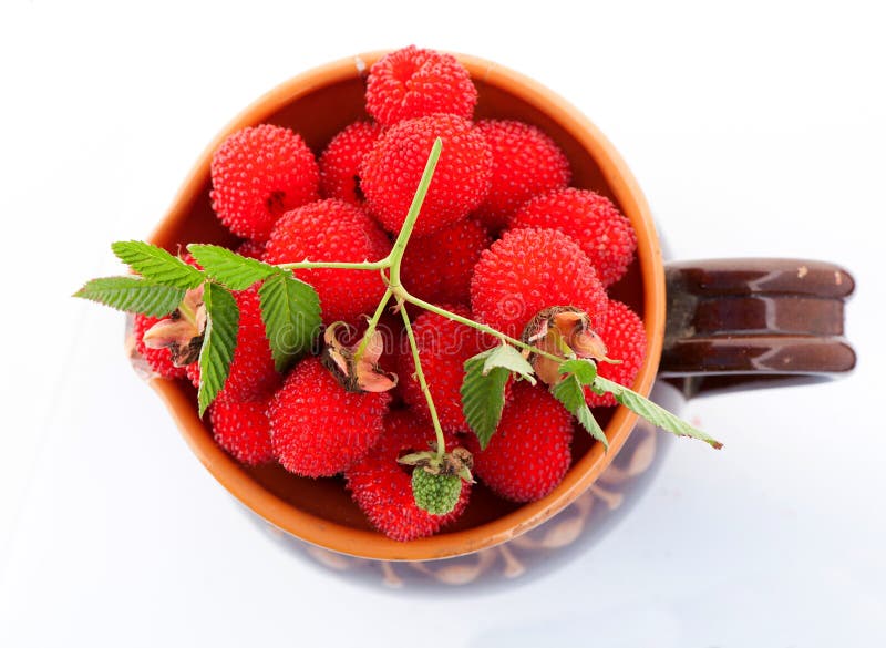 Berry Garden Hybrid of Blackberry and Raspberry Stock Photo - Image of ...