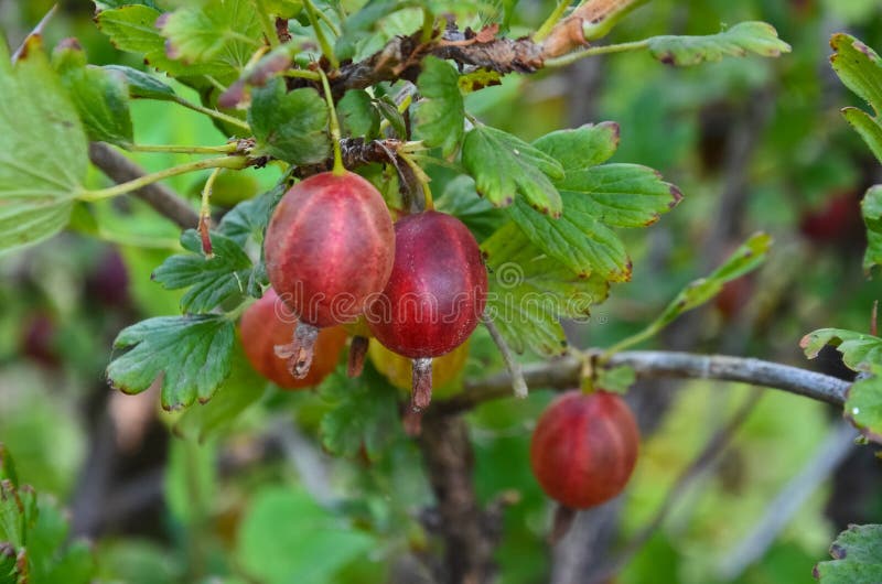 Berry Gooseberries on the Bush Stock Photo - Image of natural ...