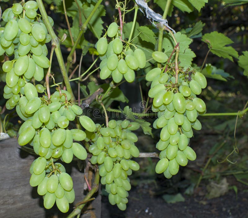 Berry Grapes Ripe on Bushes Stock Photo - Image of quality, food: 75782020