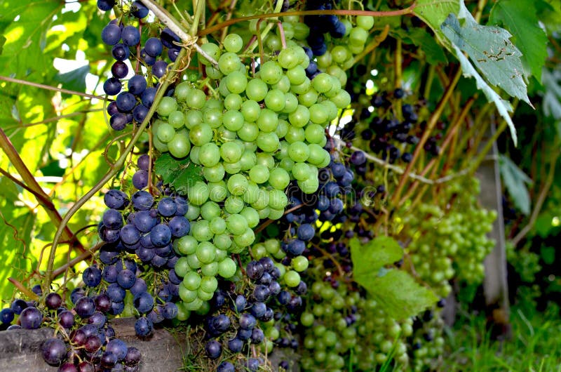 A Berry Grapes Ripe on Bushes Stock Photo - Image of bush, grapes: 75884044