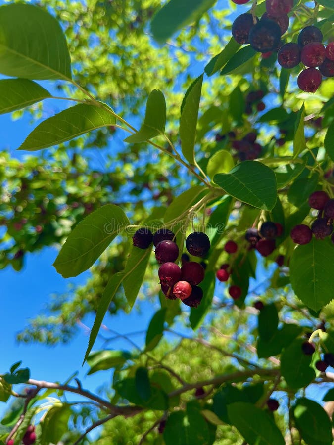 Berry Growth in the Sun. Shadows and Sunlight Stock Image - Image of ...