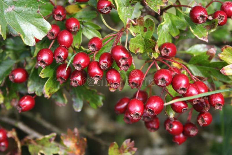 Berry, Hawthorn, Chinese Hawthorn, Lingonberry Picture. Image: 113155978