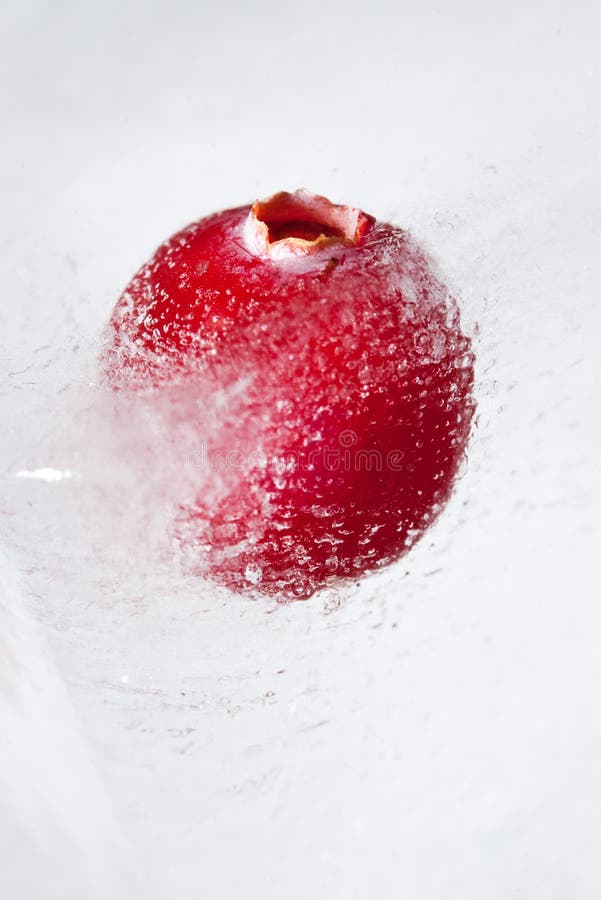Berry in ice stock photo. Image of cranberry, bilberry - 12600140