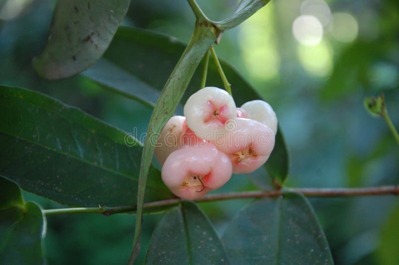 BERRY & X28;jaam& X29; Stock Photo - Image of fruit, taste: 93095088