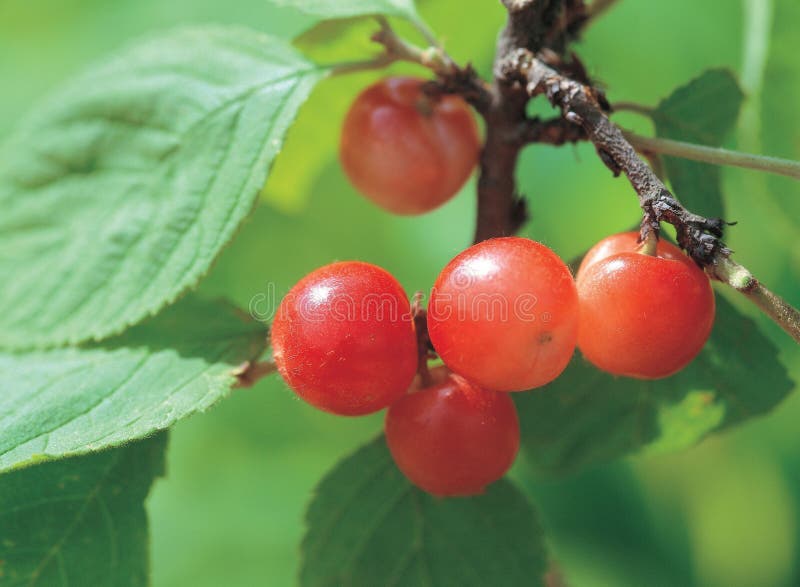 Berry and Leaf stock photo. Image of outdoor, forest, leaf - 943828