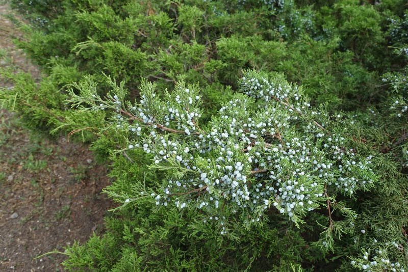 Berry Like Cones on Branches of Savin Juniper Stock Photo - Image of ...