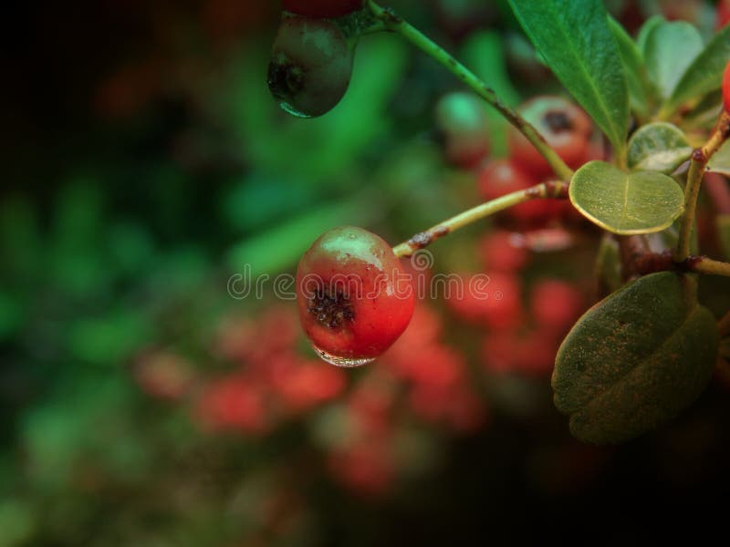 Berry, Close Up, Fruit, Macro Photography Picture. Image: 89913686