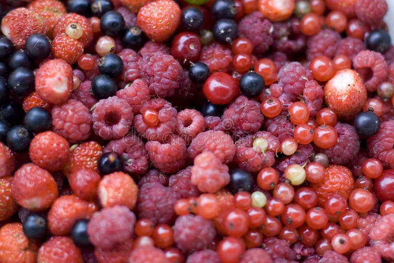 Berry mix stock photo. Image of currant, berries, ripe - 10179628
