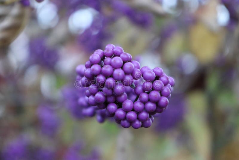 Berry in Own Garden in Germany. Stock Image - Image of fall, flower ...