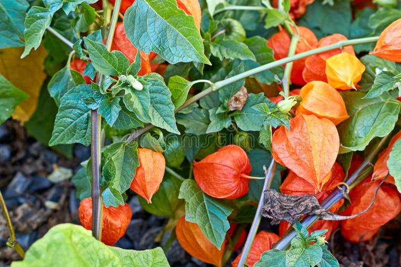 The Berry of the Physalis in the Red Shell on the Branch - Physalis ...