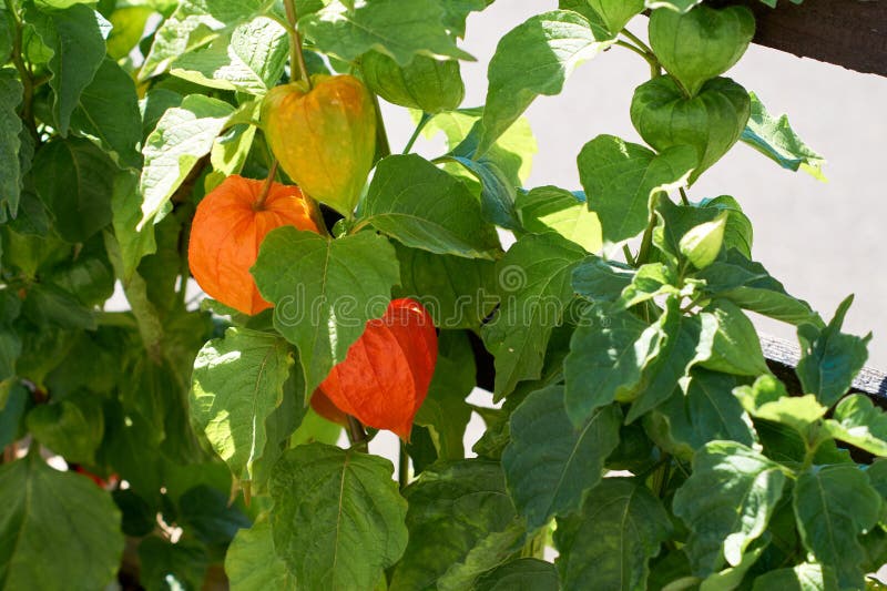 The Berry of the Physalis in the Red Shell on the Branch - Physalis ...