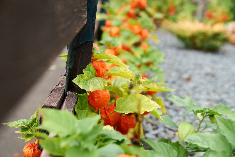 The Berry of the Physalis in the Red Shell on the Branch - Physalis ...