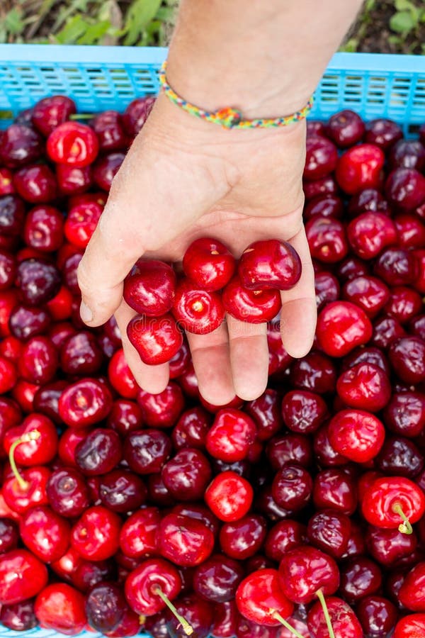 The Berry Picker Puts Ripe Red Cherries in a Box. Harvesting on the Farm Stock Photo - Image of ...