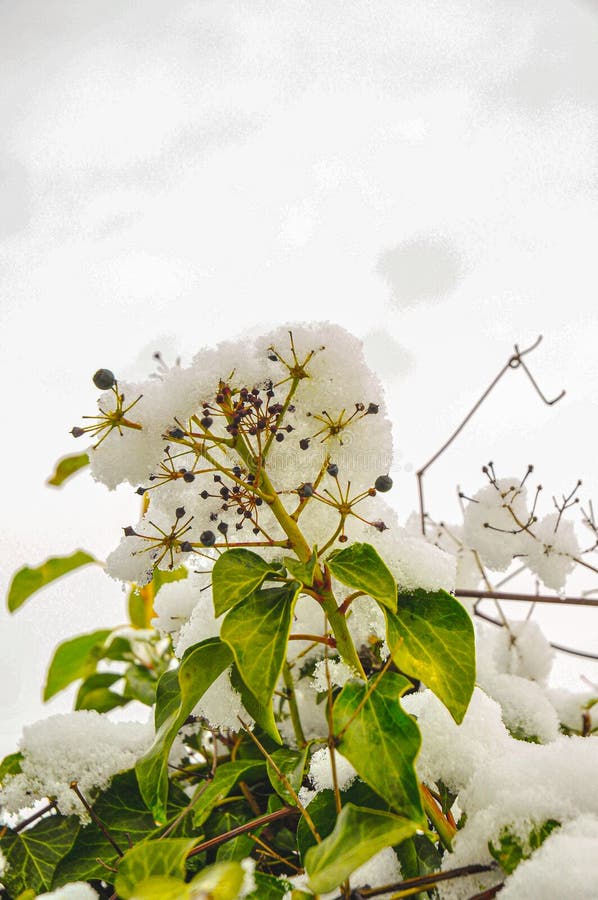 Berry Plant Covered with Snow Stock Image - Image of front, berries ...
