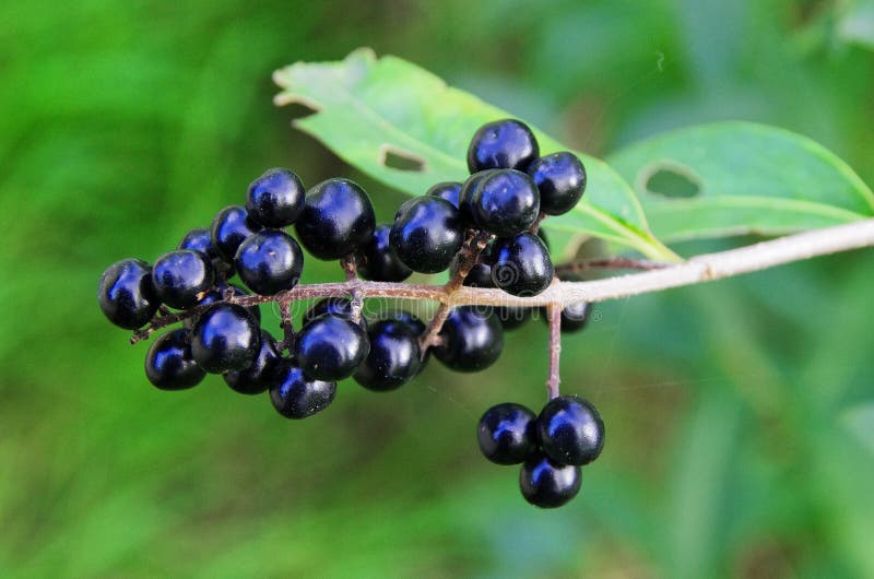 Plant, Blueberry, Berry, Huckleberry Picture. Image: 102706948