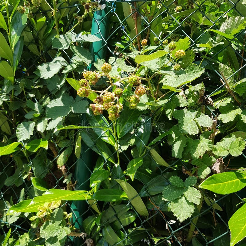 Berry plants and trees stock photo. Image of garden - 187663746