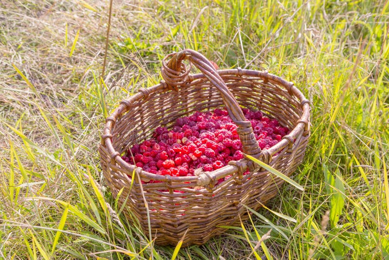 Berry Raspberries in a Basket on the Grass Stock Photo - Image of ...