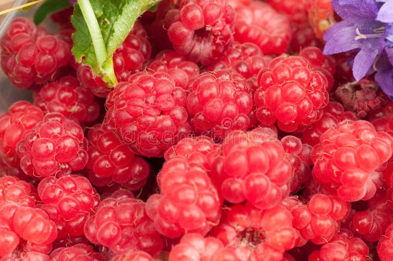 Berry raspberries closeup stock photo. Image of healthy - 77398456