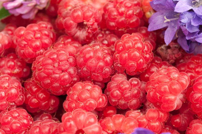 Berry raspberries closeup stock photo. Image of eating - 77398516