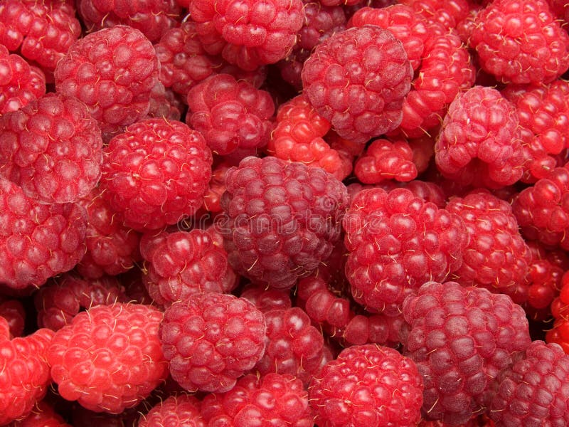 Berry raspberry stock image. Image of textures, vegetative - 10777201