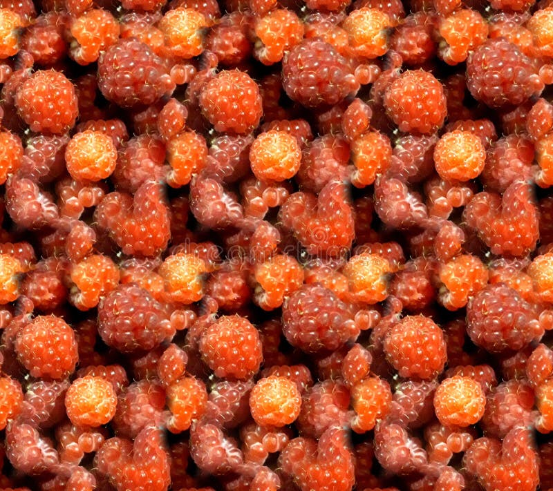 Berry raspberry stock photo. Image of aroma, raspberry - 123053000