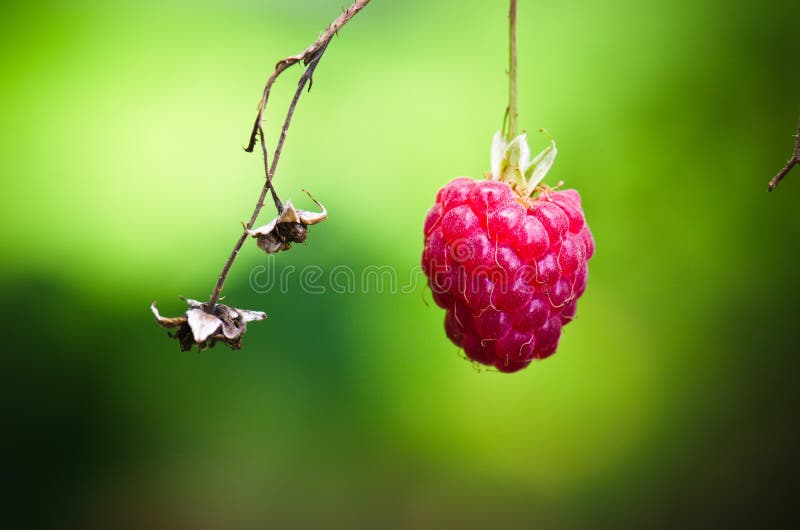 Wild Raspberry from Siberia Stock Image - Image of wild, vitamin: 129189917
