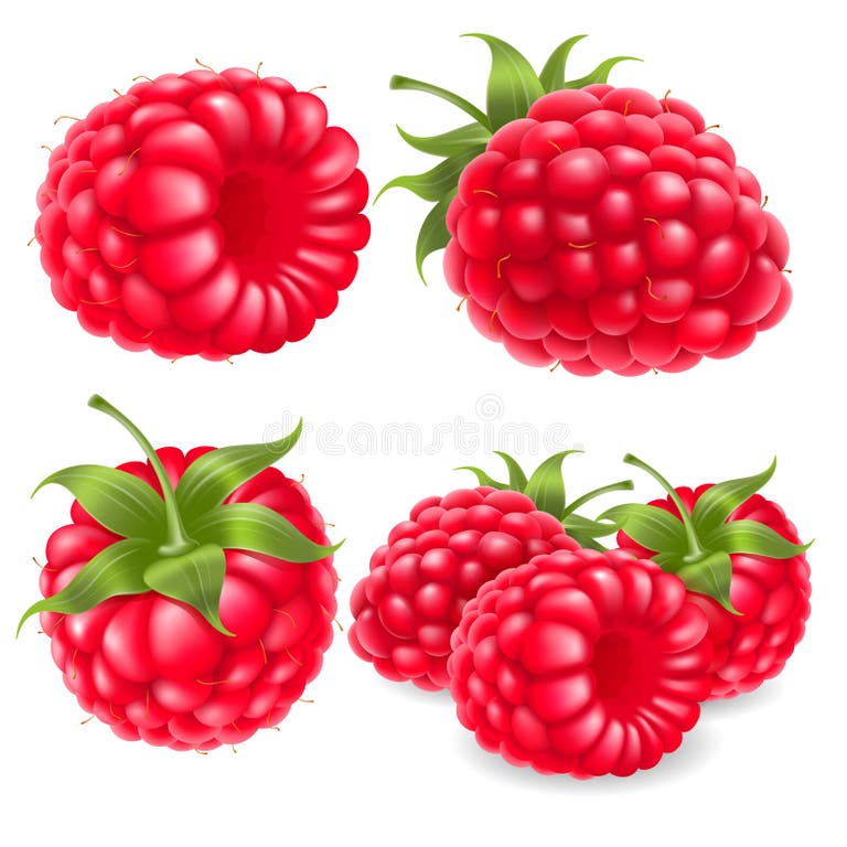 Raspberry Stock Illustrations – 213,566 Raspberry Stock Illustrations ...