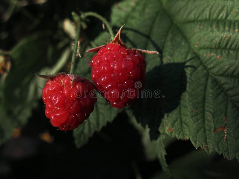 Raspberry, Strawberries, Tayberry, Berry Picture. Image: 134765644