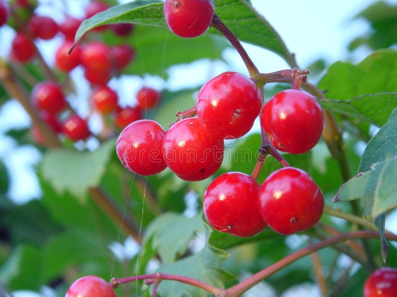 Berry Red stock photo. Image of seasons, colorful, fruit - 498204