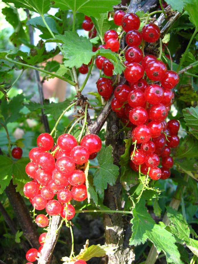 Berry of a Red Currant on the Bush Stock Image - Image of bunch, branch ...