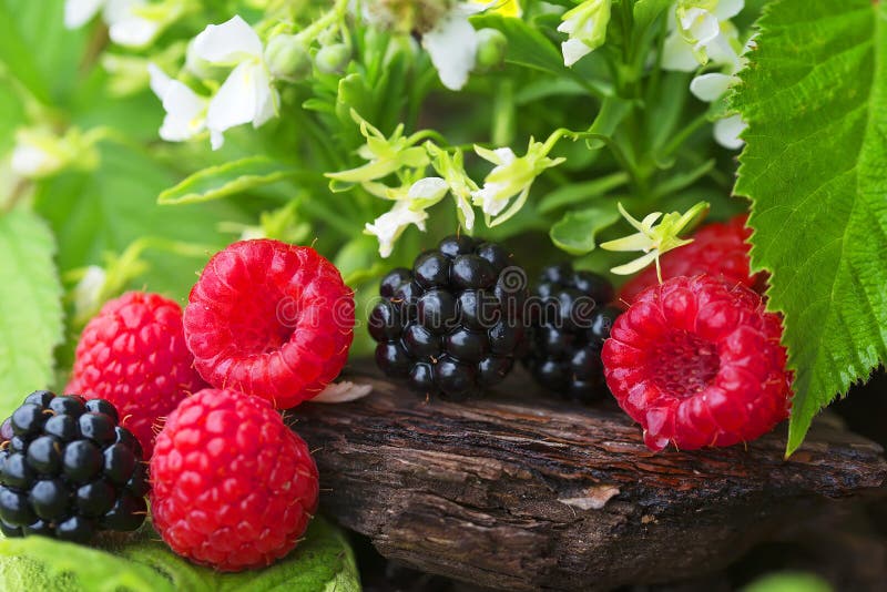Berry Red Fresh Raspberries in Grass Stock Photo - Image of strawberry ...