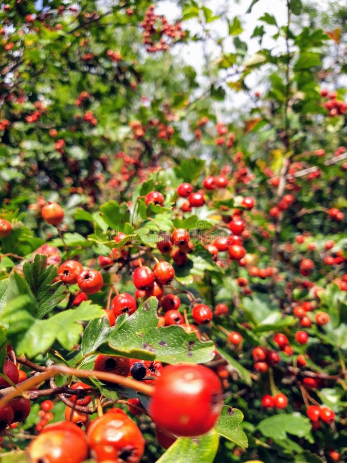 Berry stock photo. Image of nature, colors, green, berry - 159153960