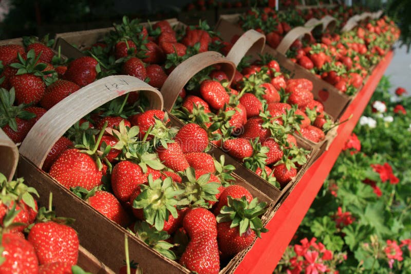 Berry Row stock image. Image of sale, flowers, symmetry - 2429293